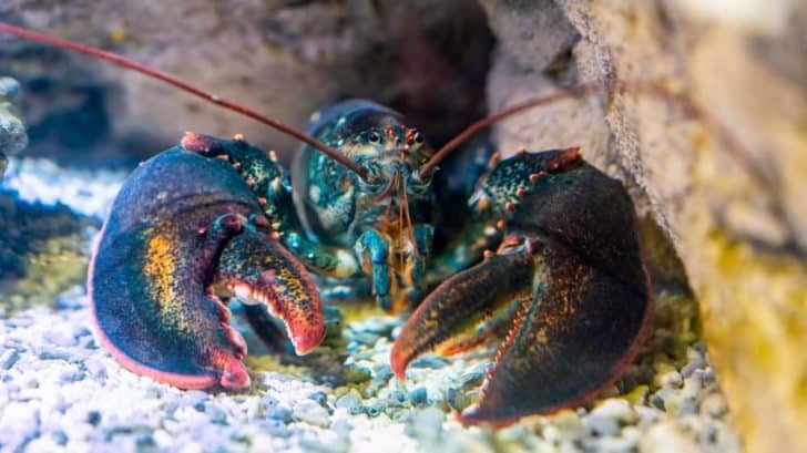15 Different Types of Lobster – Nayturr