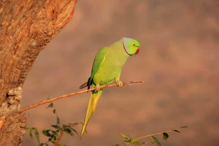 9 Most Popular Types of Pet Parrots – Nayturr