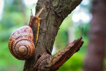 6 Different Types of Snails (Plus Interesting Facts) – Nayturr