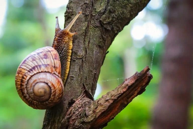 6 Different Types of Snails (Plus Interesting Facts) – Nayturr