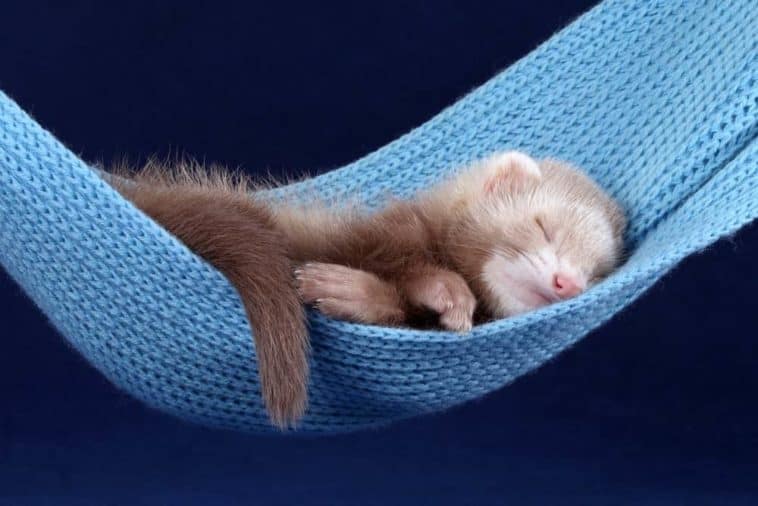 18 Different Types of Ferrets – Nayturr