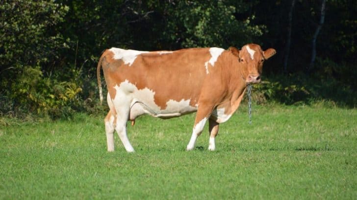 20 Different Types of Cows from Around the World (Chart) – Nayturr