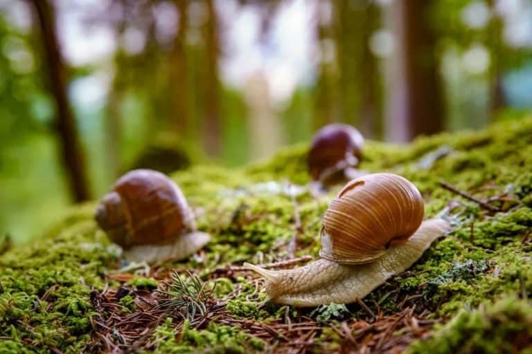 6 Different Types of Snails (Plus Interesting Facts) – Nayturr