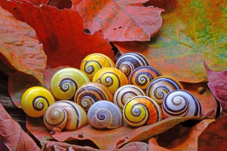 6 Different Types of Snails (Plus Interesting Facts) – Nayturr