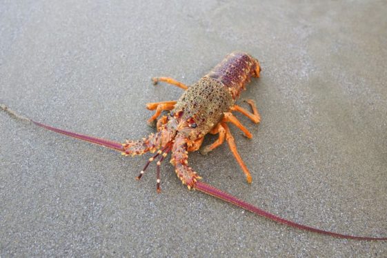 15 Different Types of Lobster – Nayturr