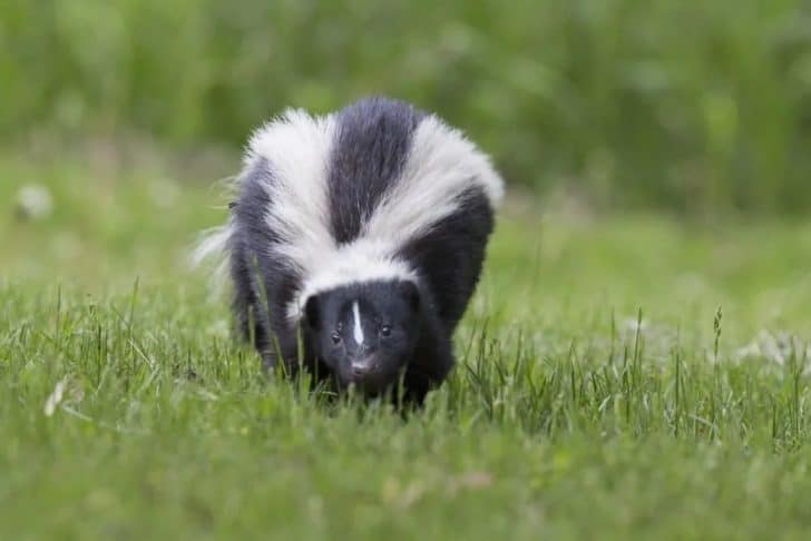 5 Different Types of Skunks – Nayturr