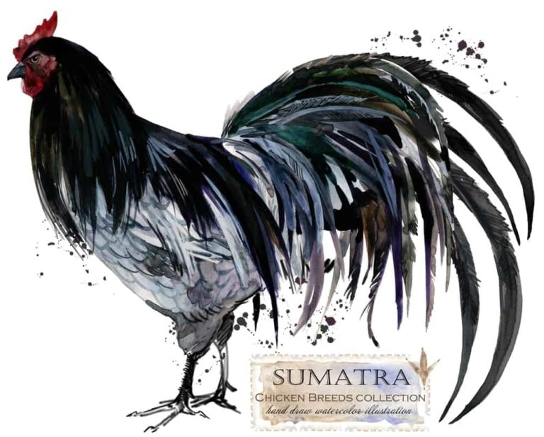 12 Different Types of Chickens (Breeds) – Nayturr