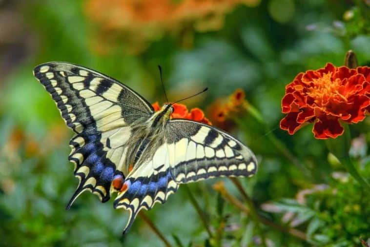 13 Different Types of Butterflies – Nayturr