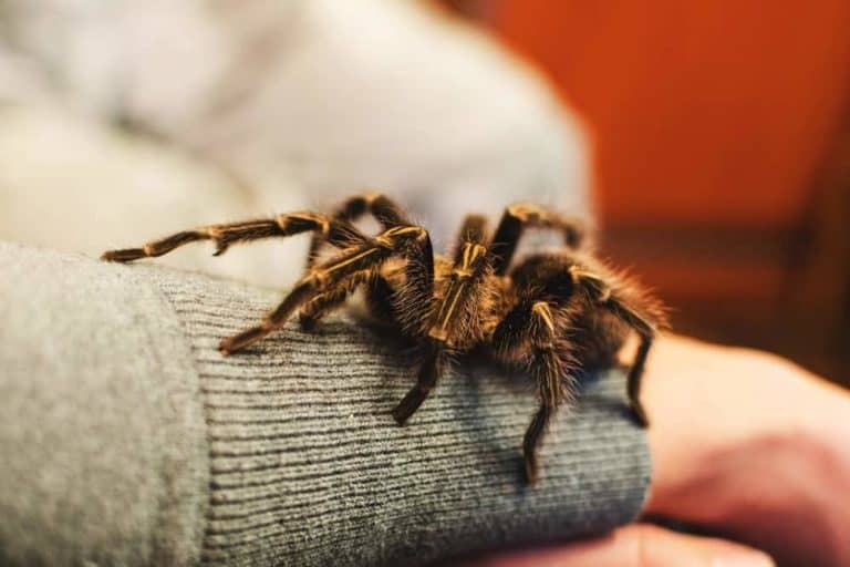 10 Different Types of Tarantulas