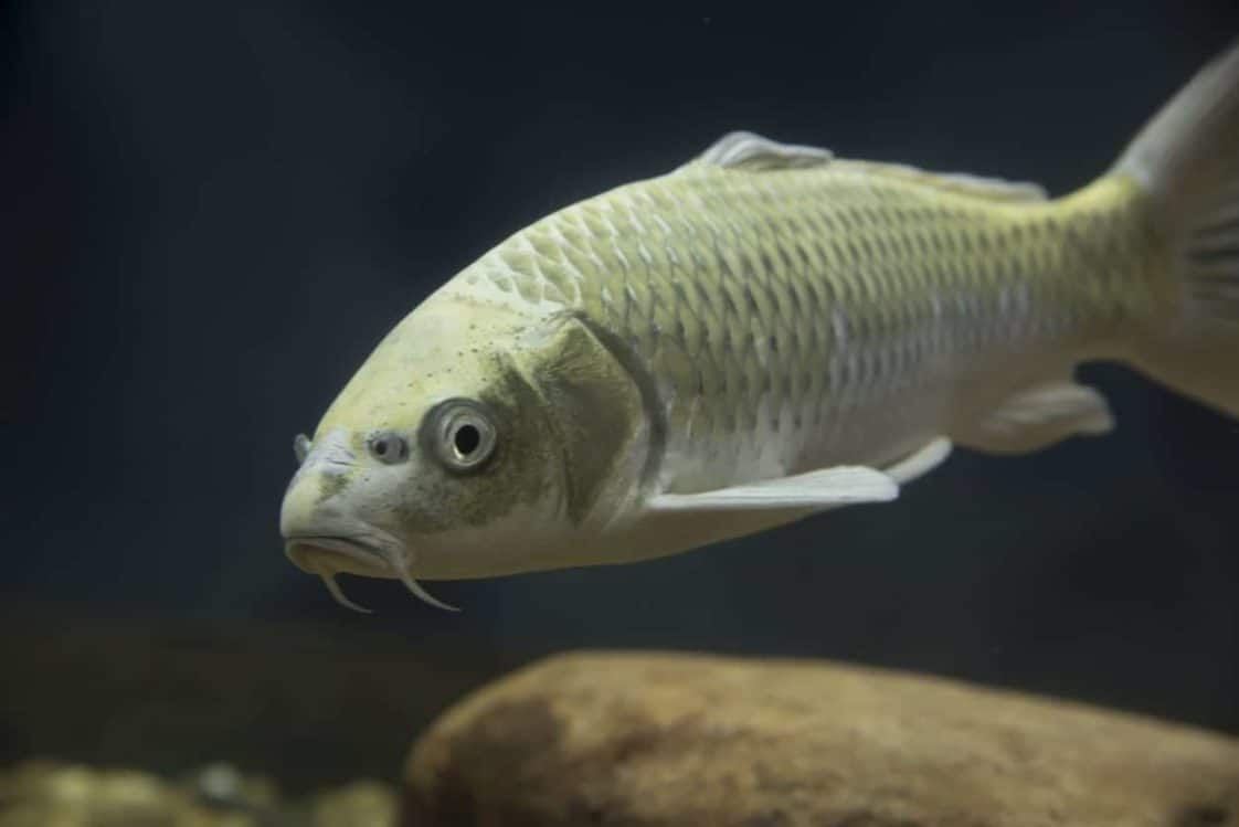 41 Types of Fish (Most Popular Saltwater and Freshwater Fish) – Nayturr