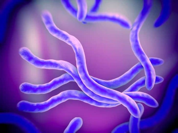 23 Different Types of Bacteria