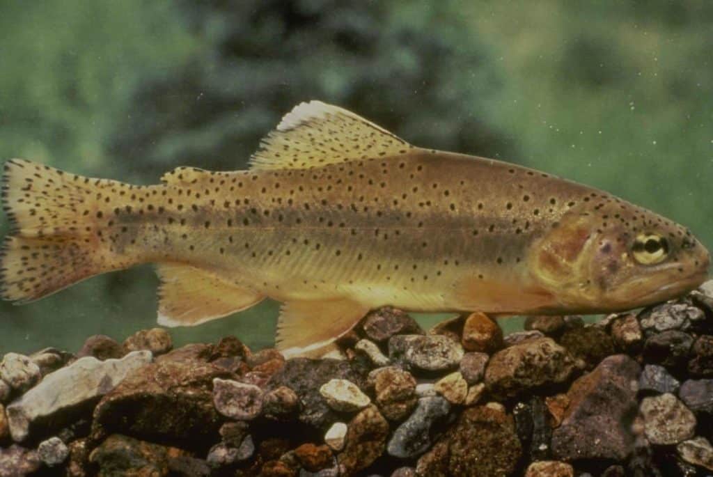 16 Different Types of Trouts – Nayturr