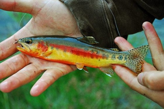 16 Different Types of Trouts – Nayturr