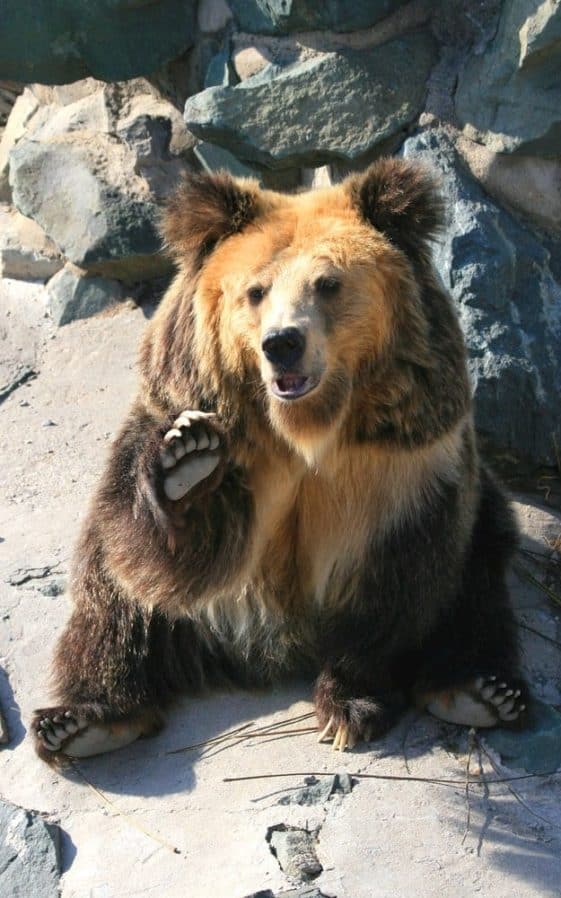 11 Types of Bears From Around the World – Nayturr
