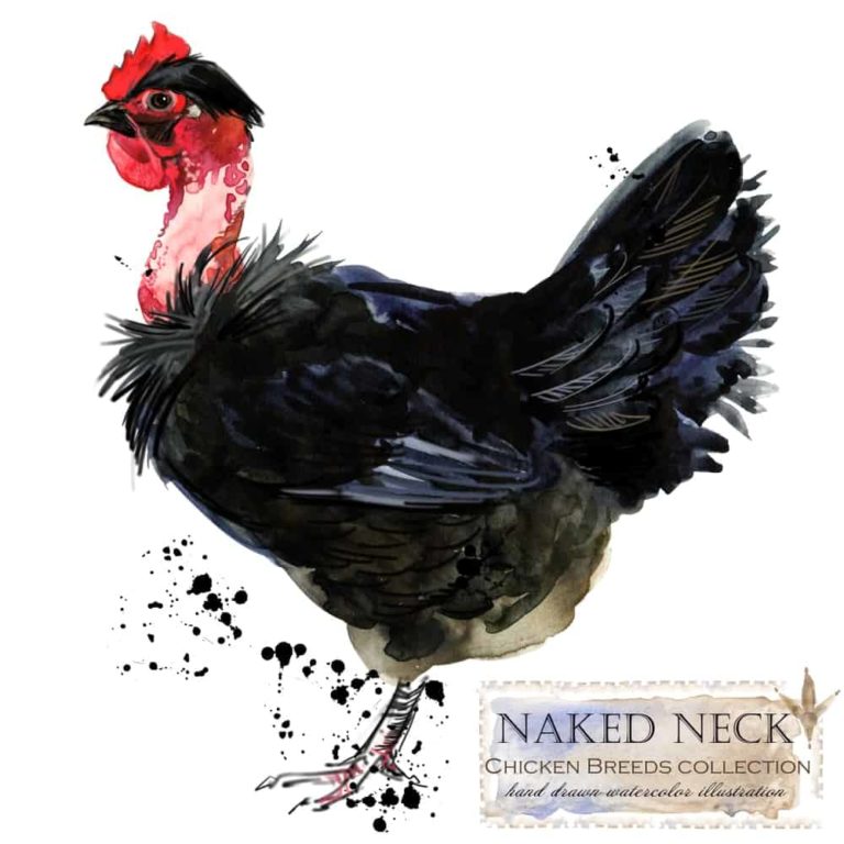 12 Different Types of Chickens (Breeds) – Nayturr