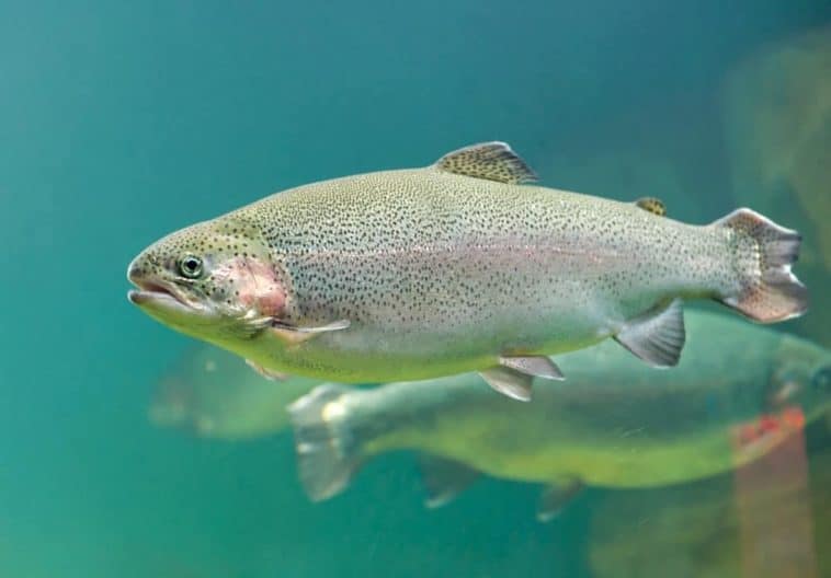 41 Types of Fish (Most Popular Saltwater and Freshwater Fish) – Nayturr