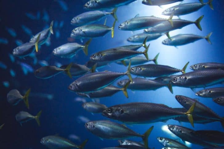 41 Types of Fish (Most Popular Saltwater and Freshwater Fish) – Nayturr