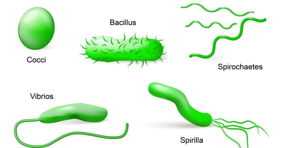 All Bacteria Shapes Julinatural