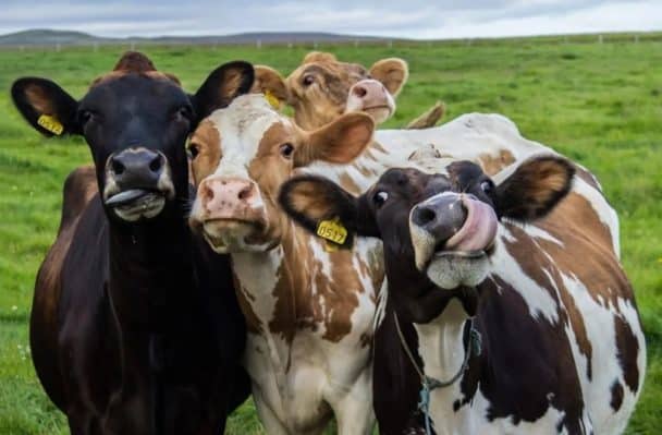 20 Different Types of Cows from Around the World (Chart) – Nayturr