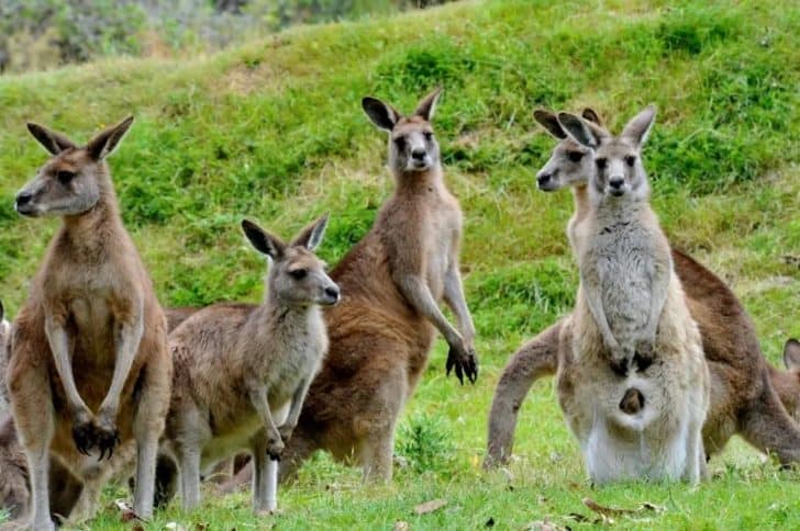 4 Types of Kangaroos – Nayturr