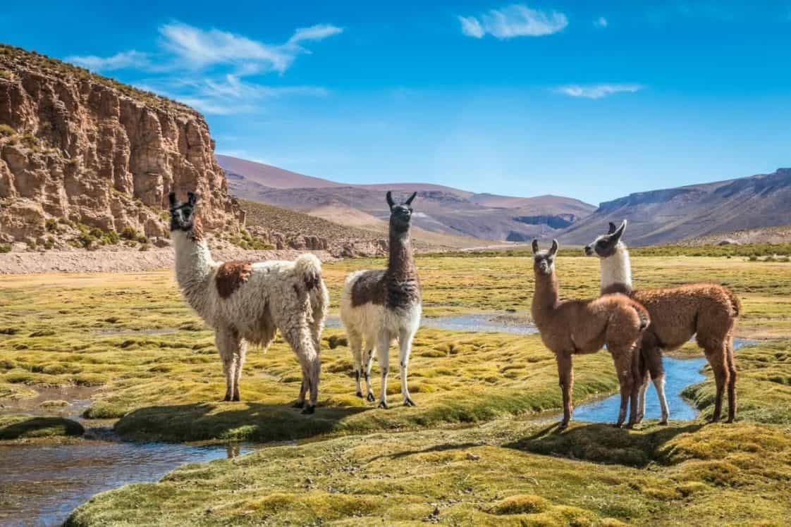 5 Different Types of Llamas (Plus Interesting Facts) – Nayturr