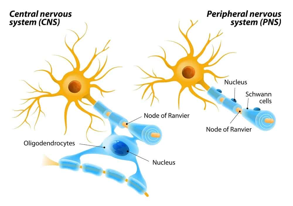 3 Types Of Neurons Plus Facts About The Nervous System Nayturr