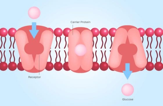 4 Types of Passive Transport (Plus Vital Facts) – Nayturr
