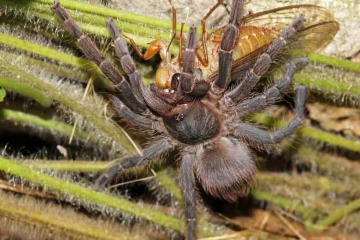 10 Different Types of Tarantulas – Nayturr