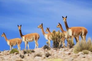 5 Different Types of Llamas (Plus Interesting Facts) – Nayturr