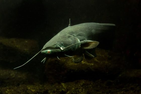 13 Different Types of Catfish