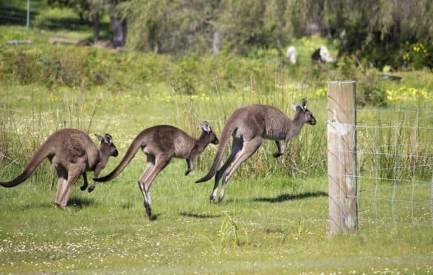 4 Types of Kangaroos – Nayturr