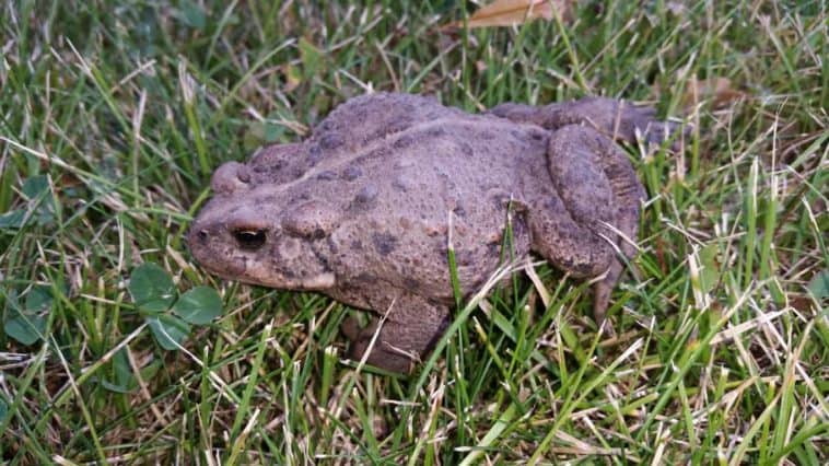 13 Different Types of Toads – Nayturr