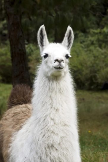 5 Different Types of Llamas (Plus Interesting Facts) – Nayturr