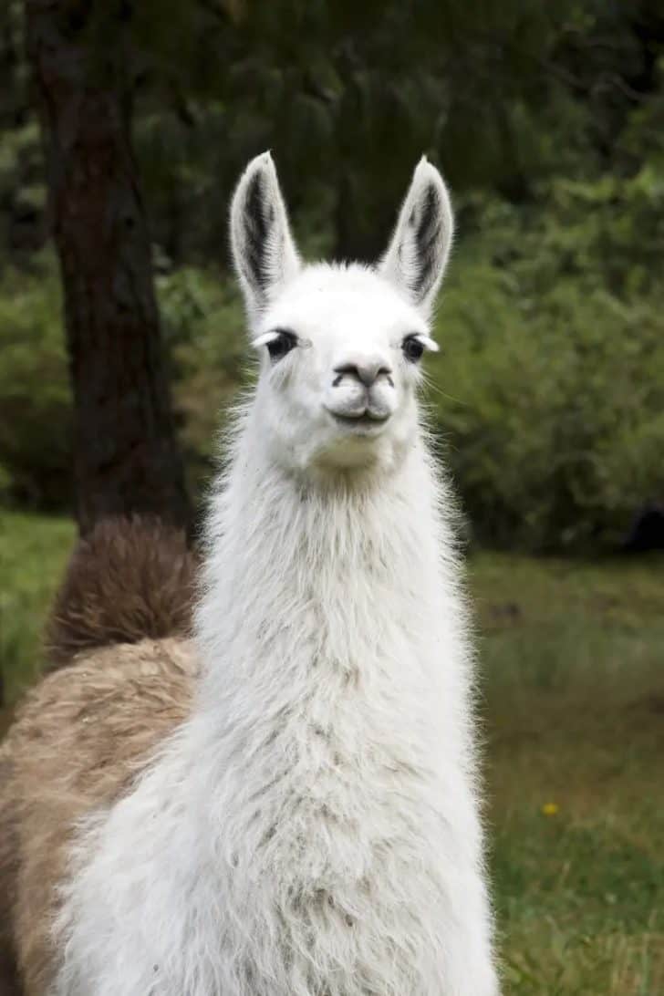 5 Different Types of Llamas (Plus Interesting Facts) – Nayturr