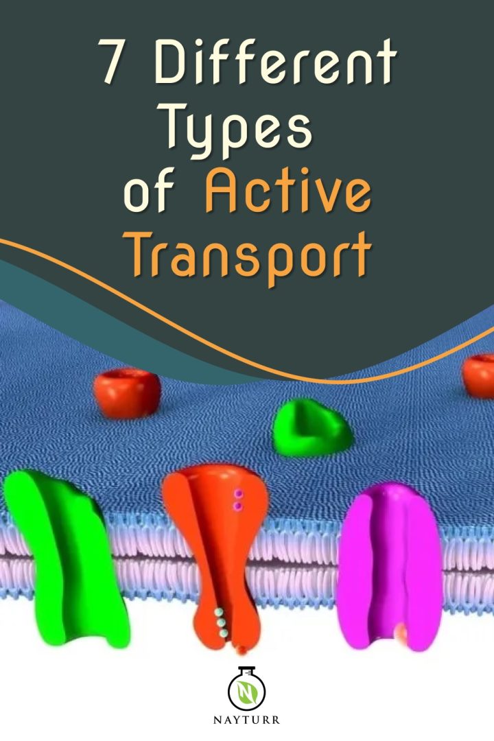 7 Different Types of Active Transport – Nayturr