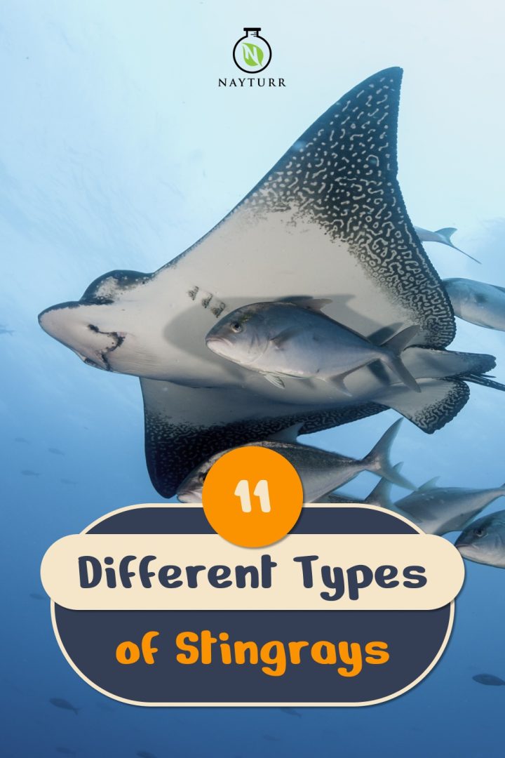 11 Different Types of Stingrays (Plus Interesting Facts) – Nayturr