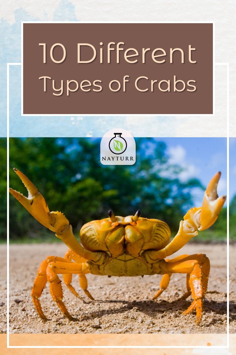 10 Different Types of Crabs – Nayturr