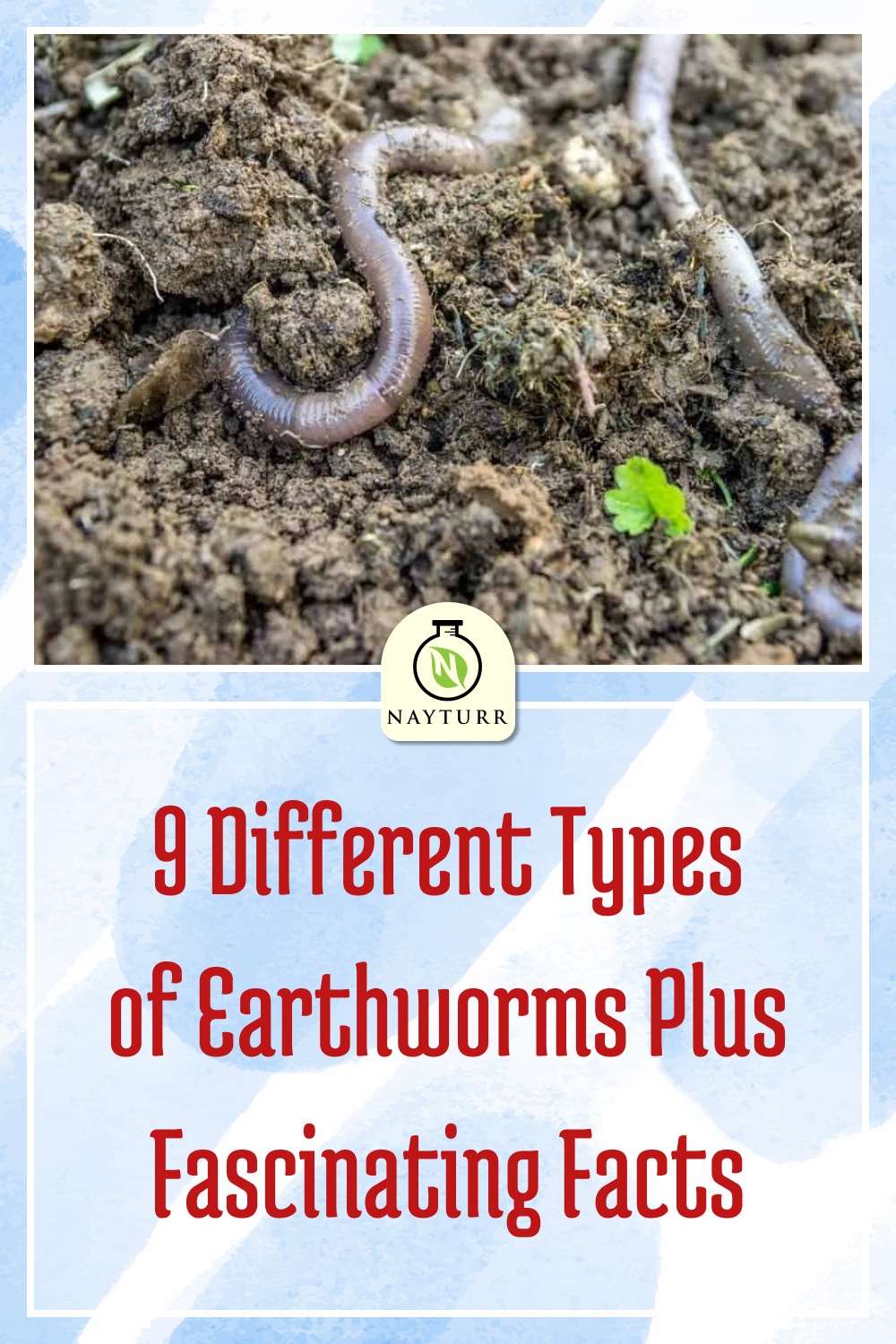 9 Different Types of Earthworms Plus Fascinating Facts – Nayturr