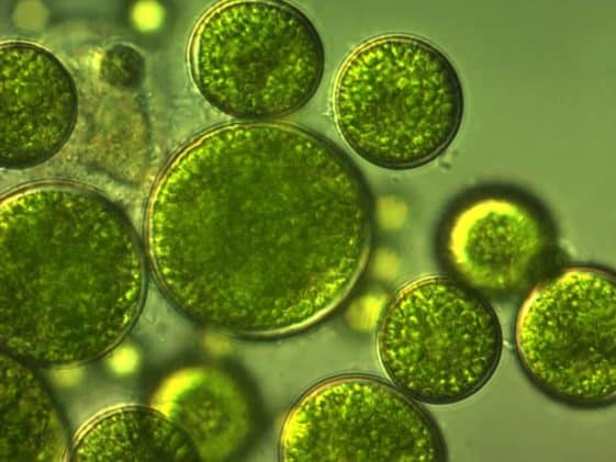 10 Different Types of Protists – Nayturr