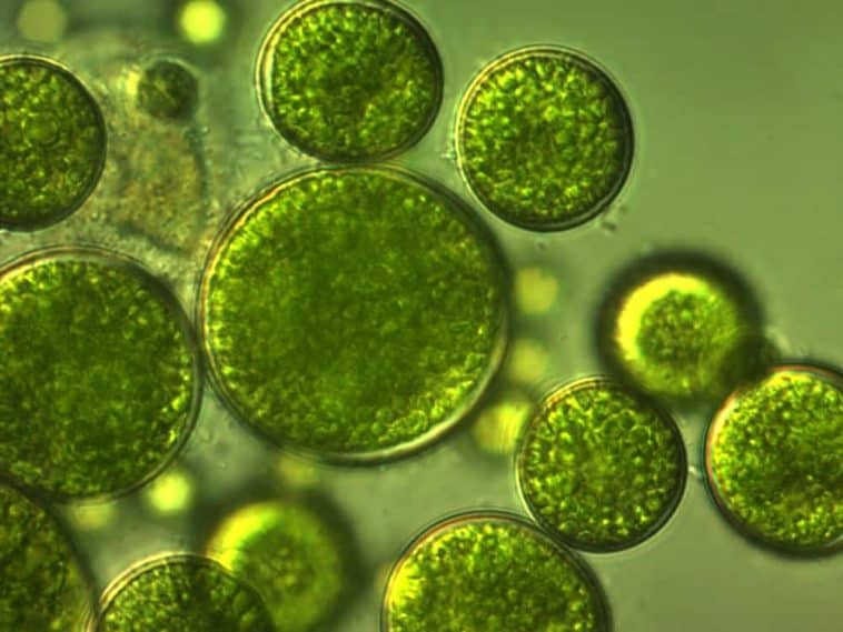 10 Different Types of Protists – Nayturr
