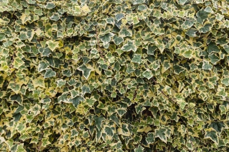 15 Different Types of Ivy (Plus Essential Facts) – Nayturr