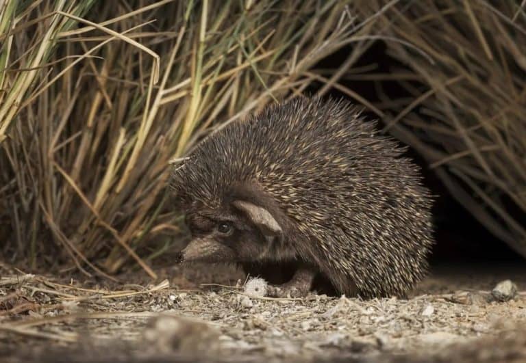 17 Different Types of Hedgehogs (Plus Fun Facts) – Nayturr