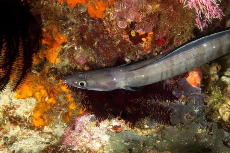 18 Different Types of Eels (Not All are Shocking) – Nayturr