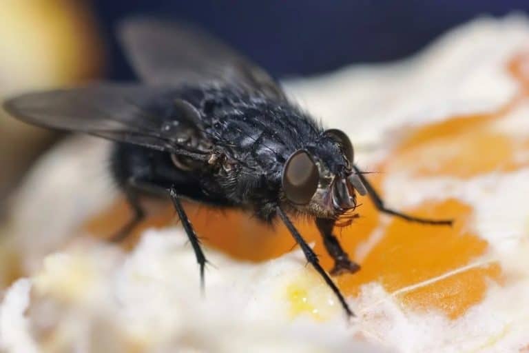 8 Different Types of Gnats (Plus Interesting Facts) – Nayturr