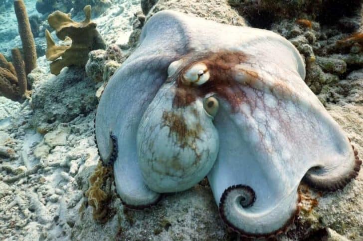 11 Different Types of Octopus (Plus Interesting Facts) – Nayturr