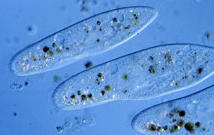 10 Different Types of Protists – Nayturr