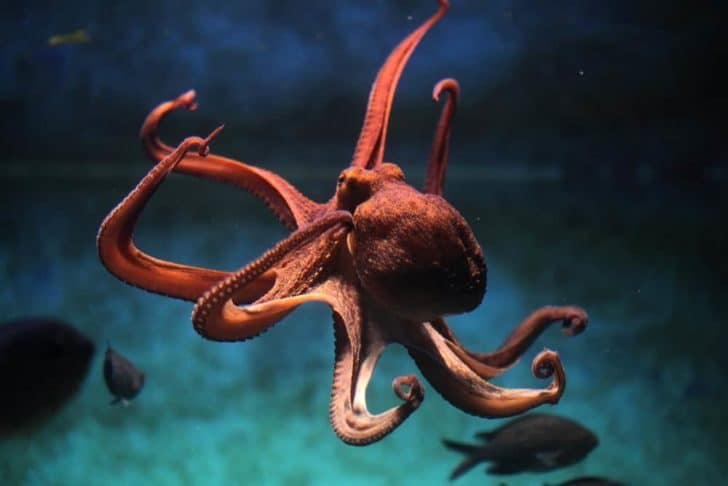11 Different Types of Octopus (Plus Interesting Facts) – Nayturr