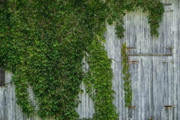 15 Different Types of Ivy (Plus Essential Facts) – Nayturr