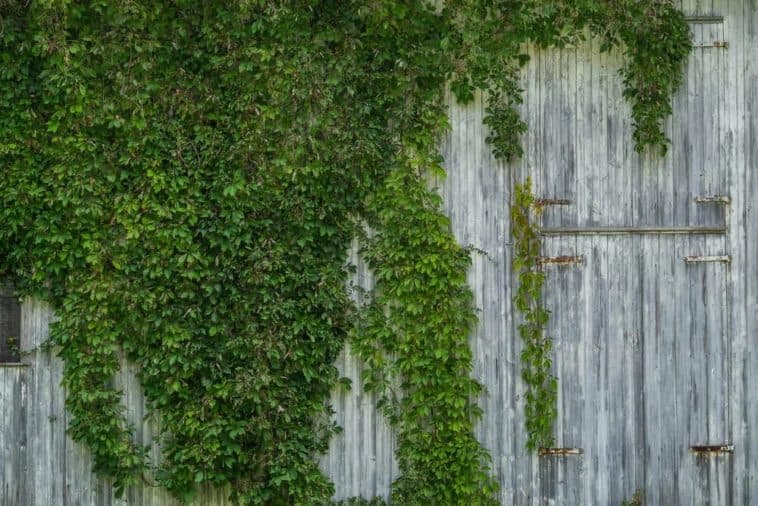 15 Different Types of Ivy (Plus Essential Facts) – Nayturr