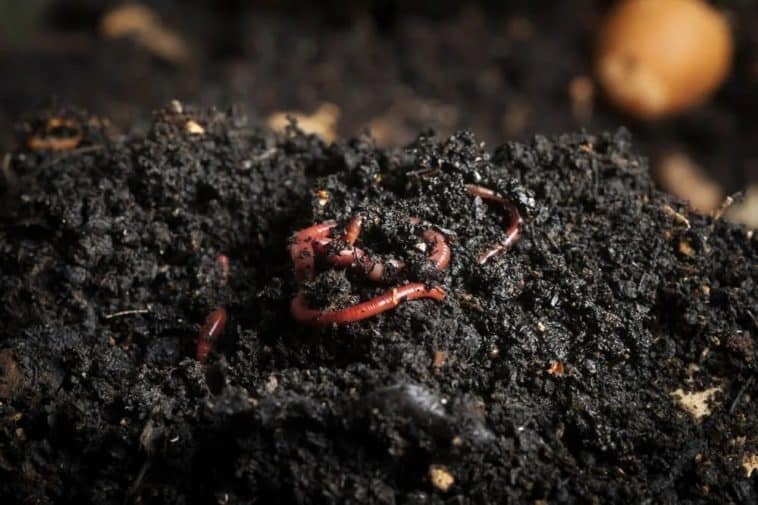 9 Different Types of Earthworms Plus Fascinating Facts – Nayturr